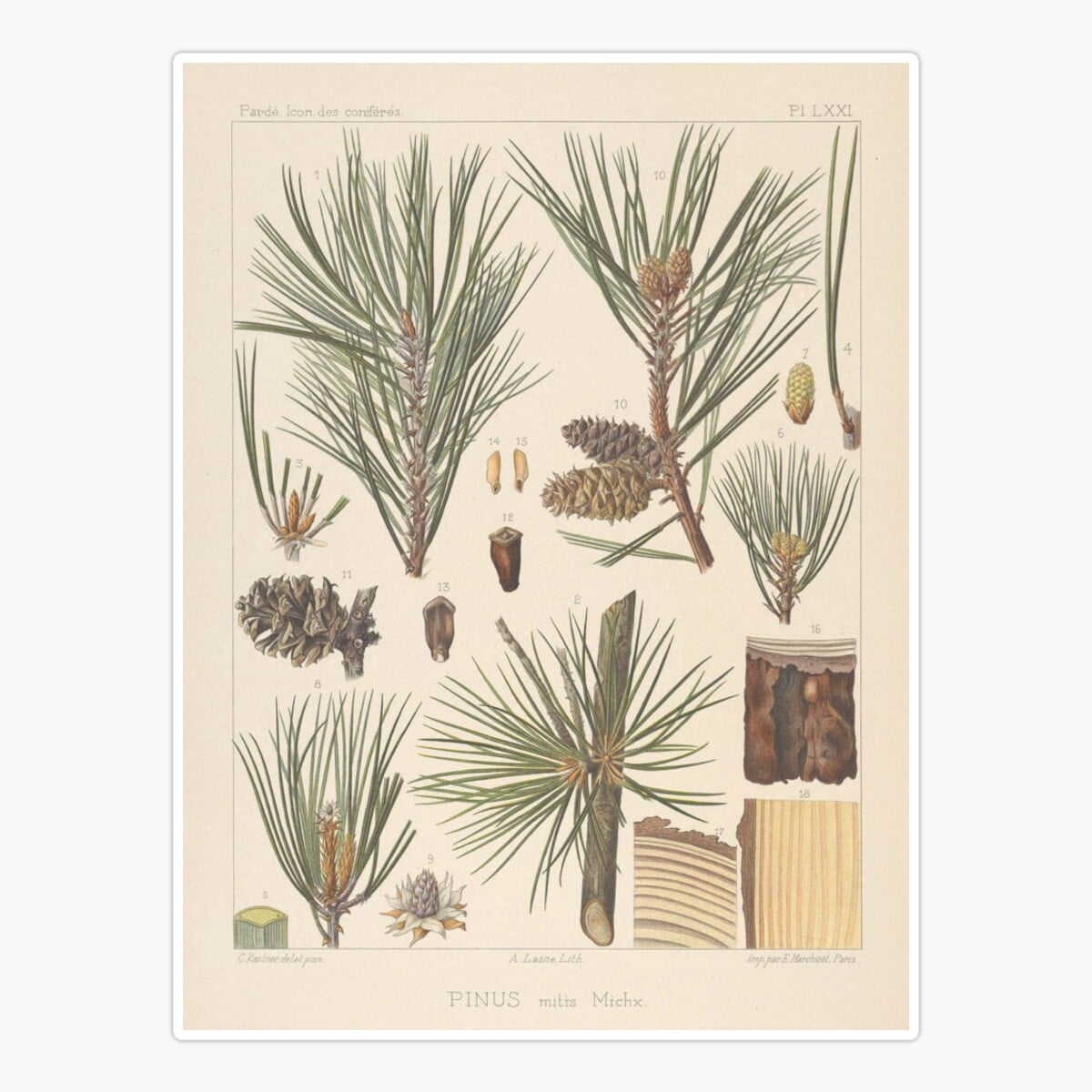 Onim Botanical Pine Sticker, Phone Decal Water Bottle Stickers Car ...