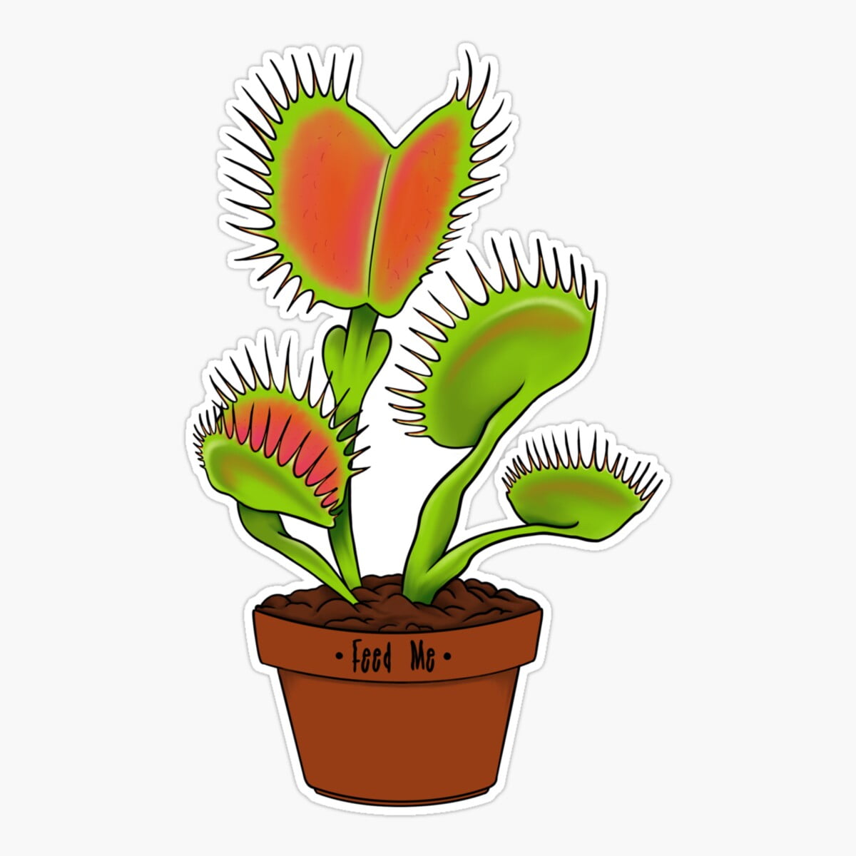 Onim Botanical Plant Carnivorous Plant Dionaea Musciplua | Venus Fly ...