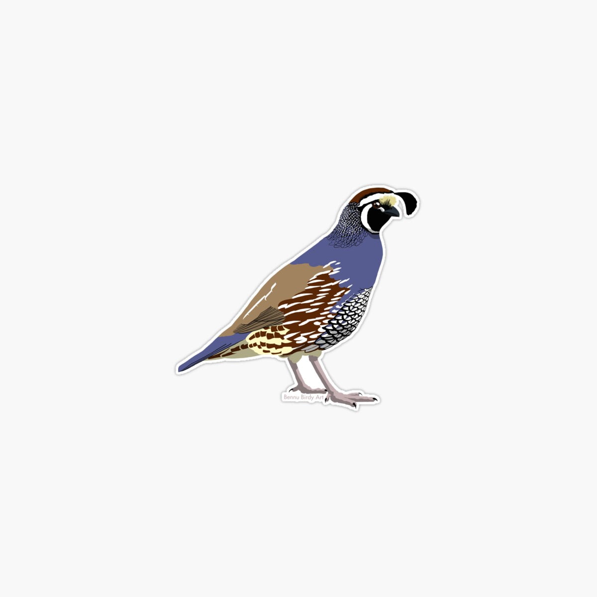 Onim California Quail Sticker, Phone Decal Water Bottle Stickers Car ...