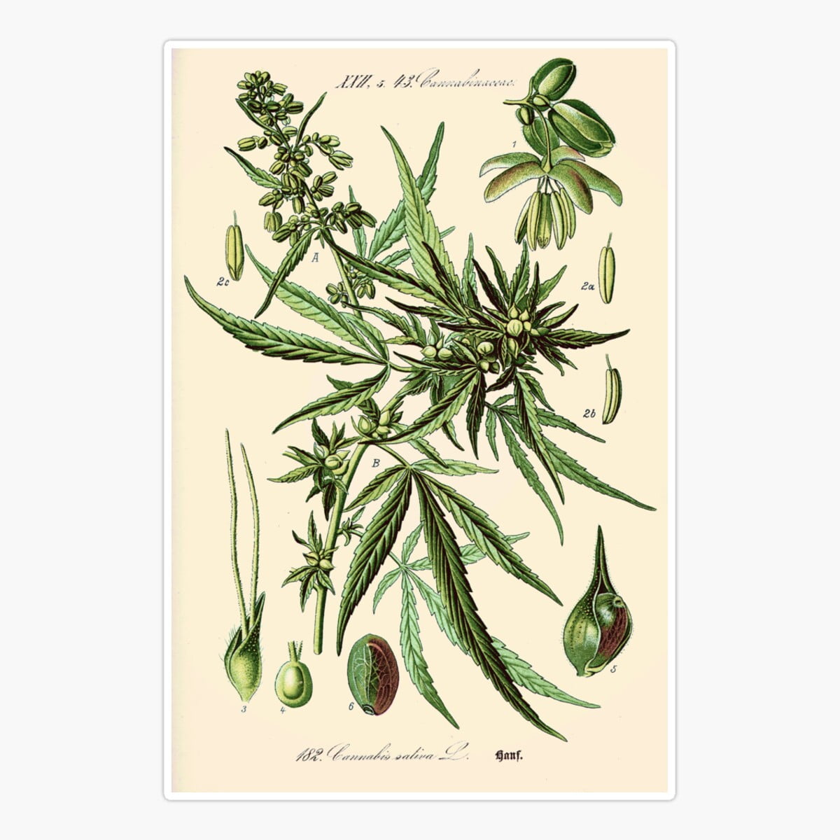 Onim Cannabis Sativa - Vintage Botanical Illustration Sticker, Phone ...