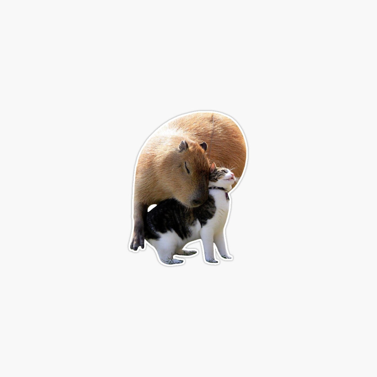 Onim Capybara & Cat Sticker - Walmart.com