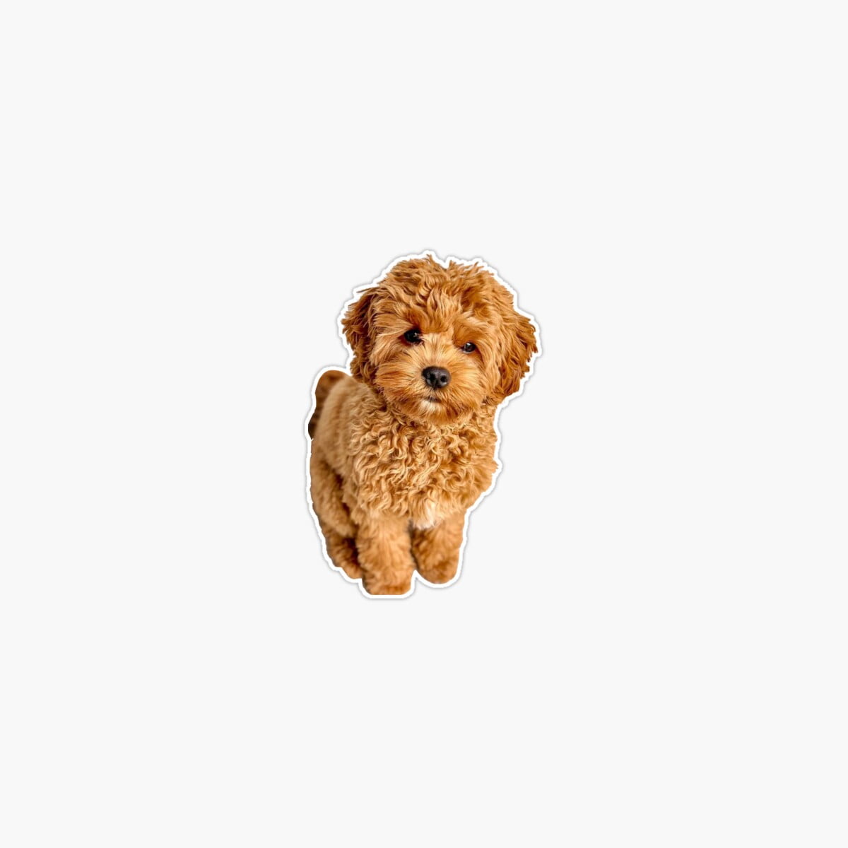 Onim Cavapoo Sticker, Phone Decal Water Bottle Stickers Car Decals ...