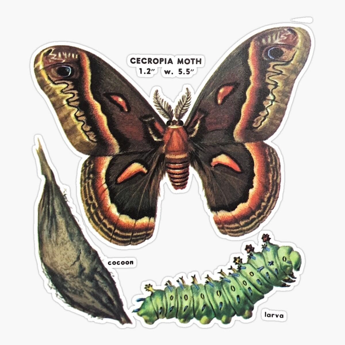 Onim Cecropia Moth Life Cycle Sticker, Phone Decal Water Bottle ...