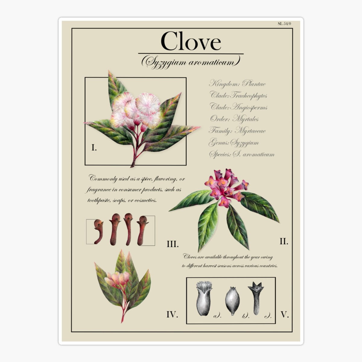 Onim Clove Plant Botanical Illustration Sticker, Phone Decal Water ...