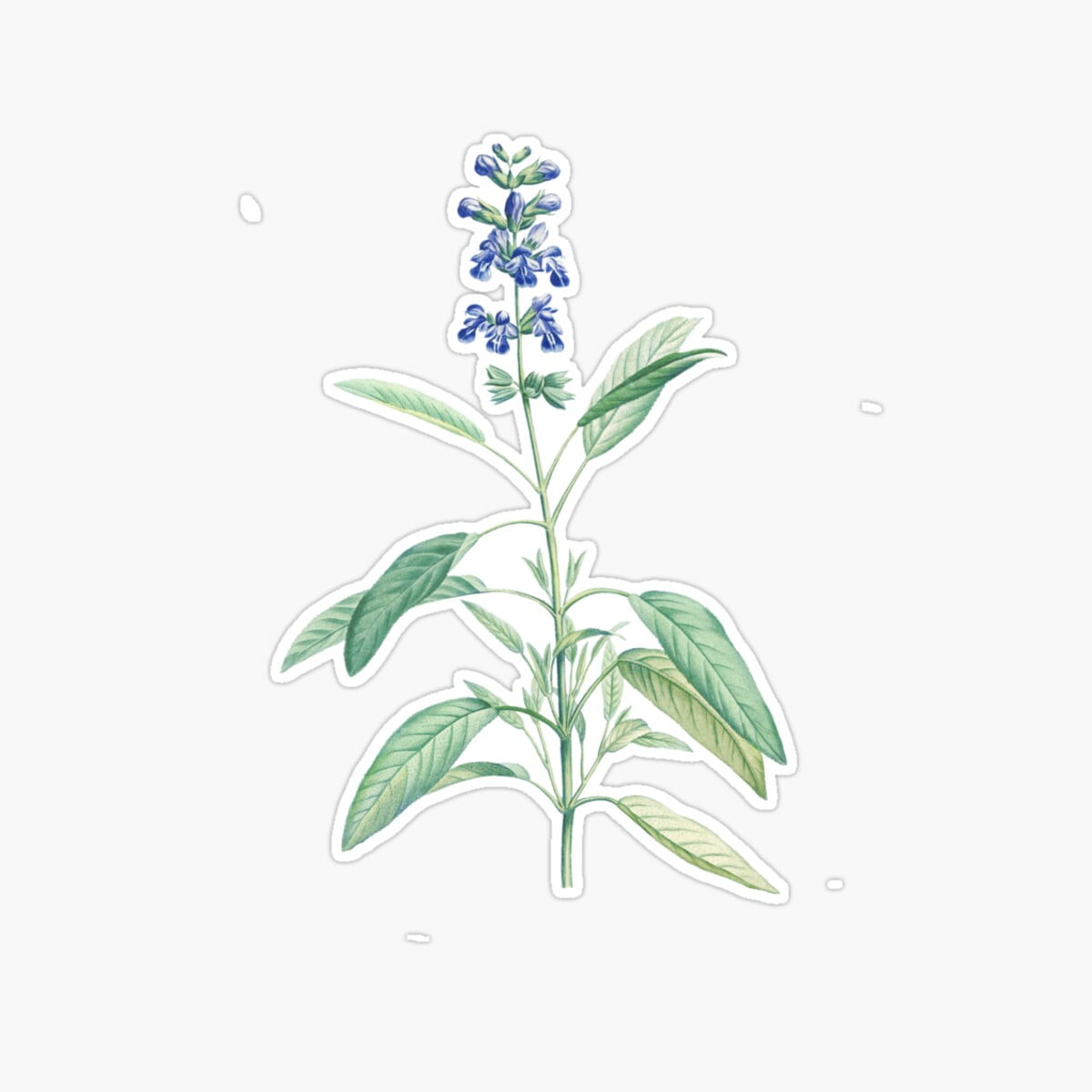 Onim Common Sage, Vintage Botany Sticker, Phone Decal Water Bottle ...
