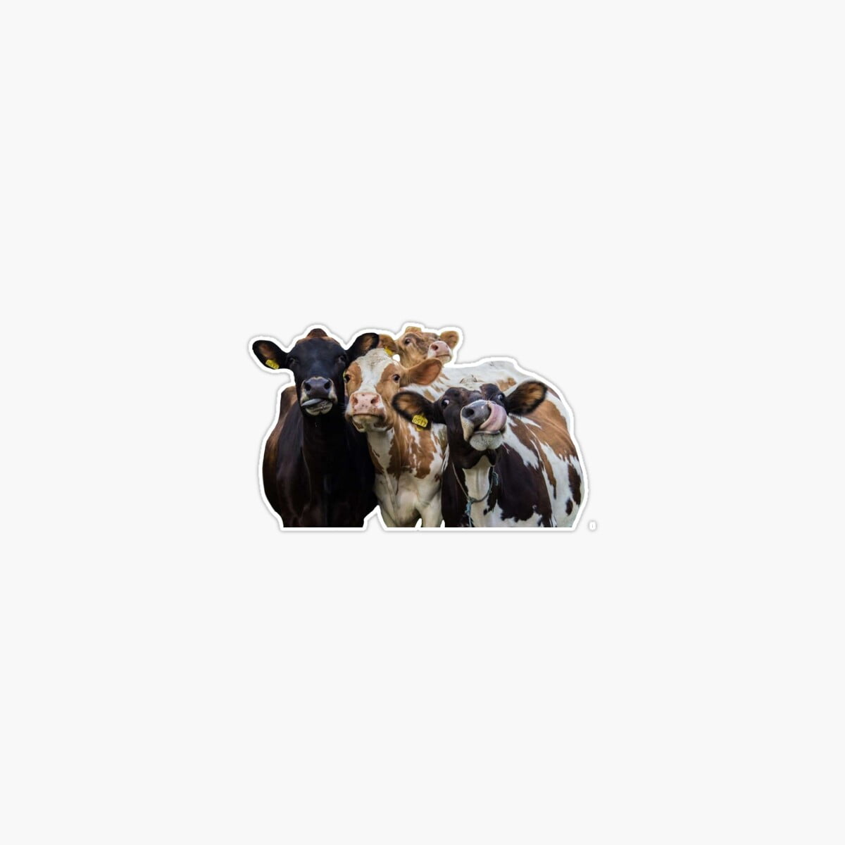 Onim Cows Sticker - Walmart.com