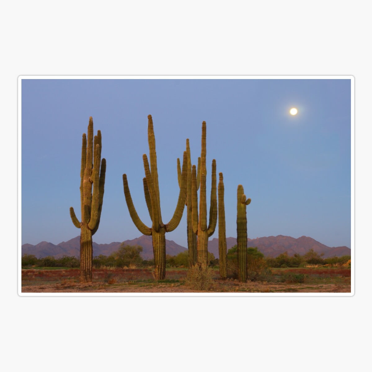 Onim Desert View Cactus Thorns Mountain Rocks Sticker, Phone Decal ...