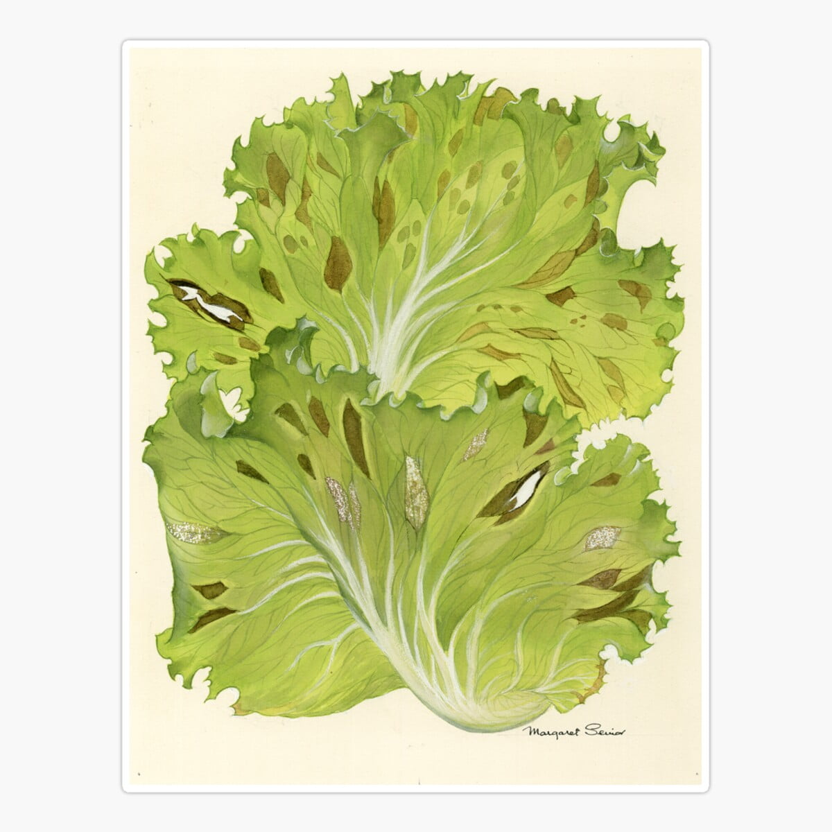 Onim Downy Mildew Of Lettuce Sticker, Phone Decal Water Bottle Stickers ...