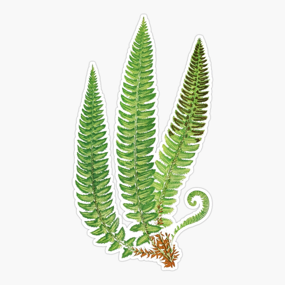 Onim Dryopteris Filix-Mas (Male Fern) Sticker, Phone Decal Water Bottle ...