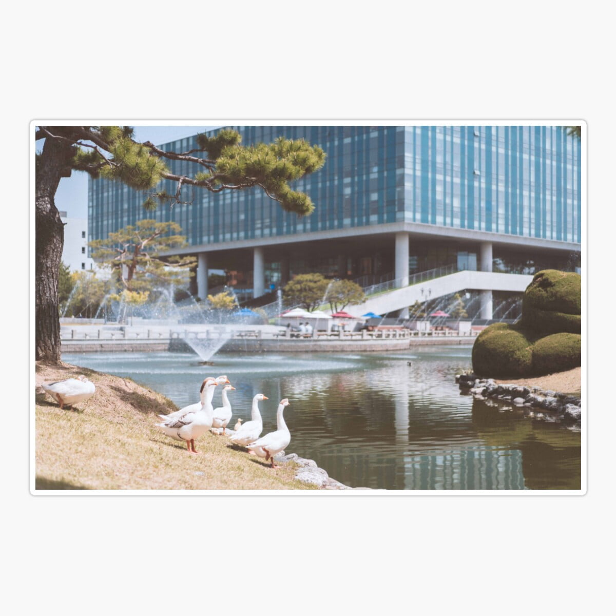 Onim Ducks In Kaist, Korea, Transparent, Emotional Sticker, Phone Decal ...