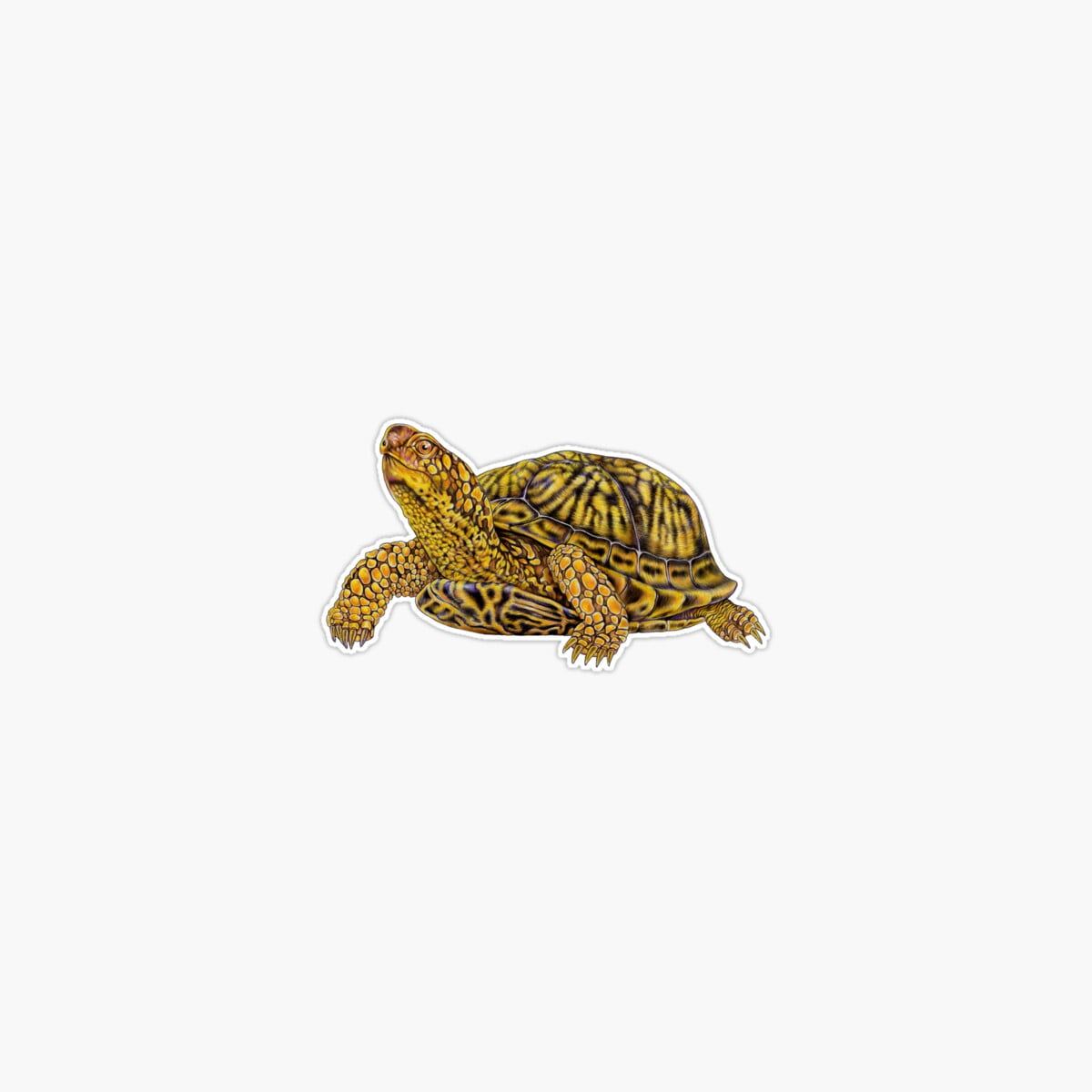 Onim Eastern Box Turtle Sticker, Phone Decal Water Bottle Stickers Car ...