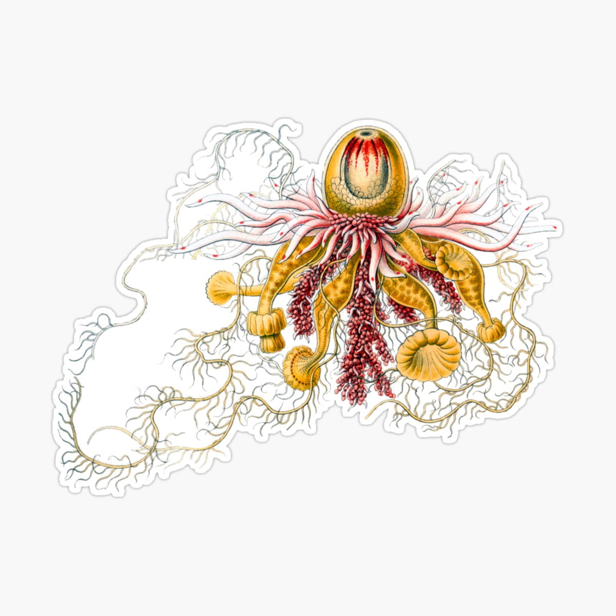 Onim Epibulia, A Siphonophore - A Colonial Marine Invertebrate That Can ...