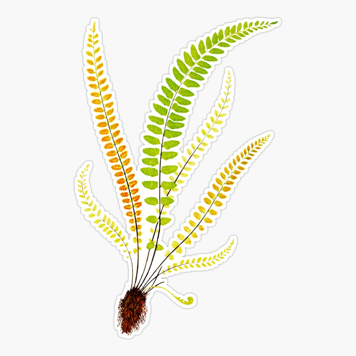 Onim Feather Fern Botanical Illustration Sticker, Phone Decal Water ...