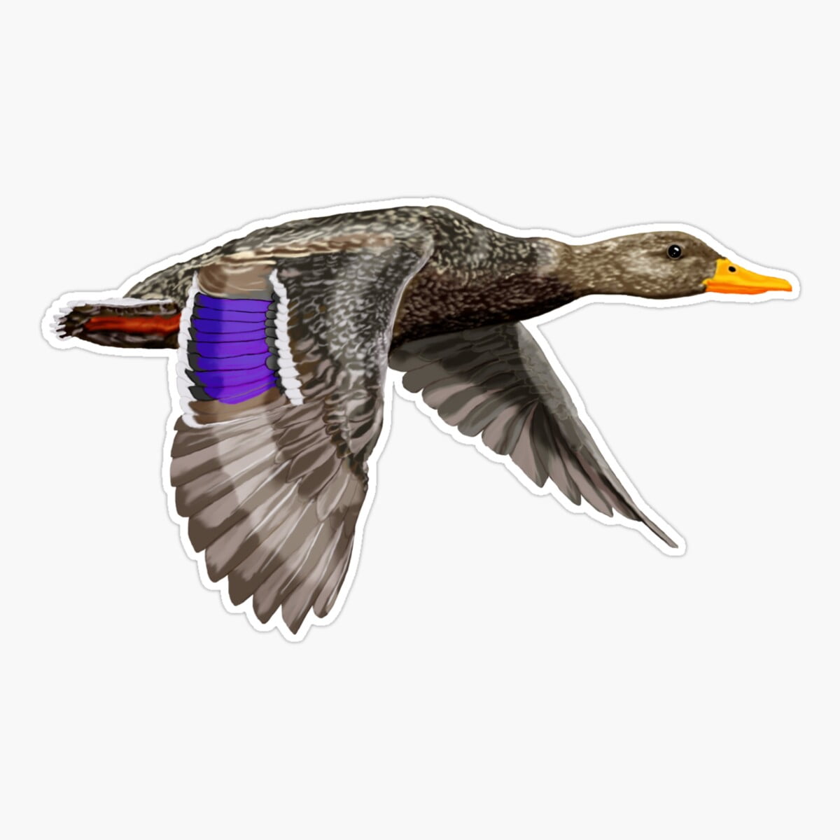 Onim Female Mallard Duck Nature Art Print Sticker, Phone Decal Water ...