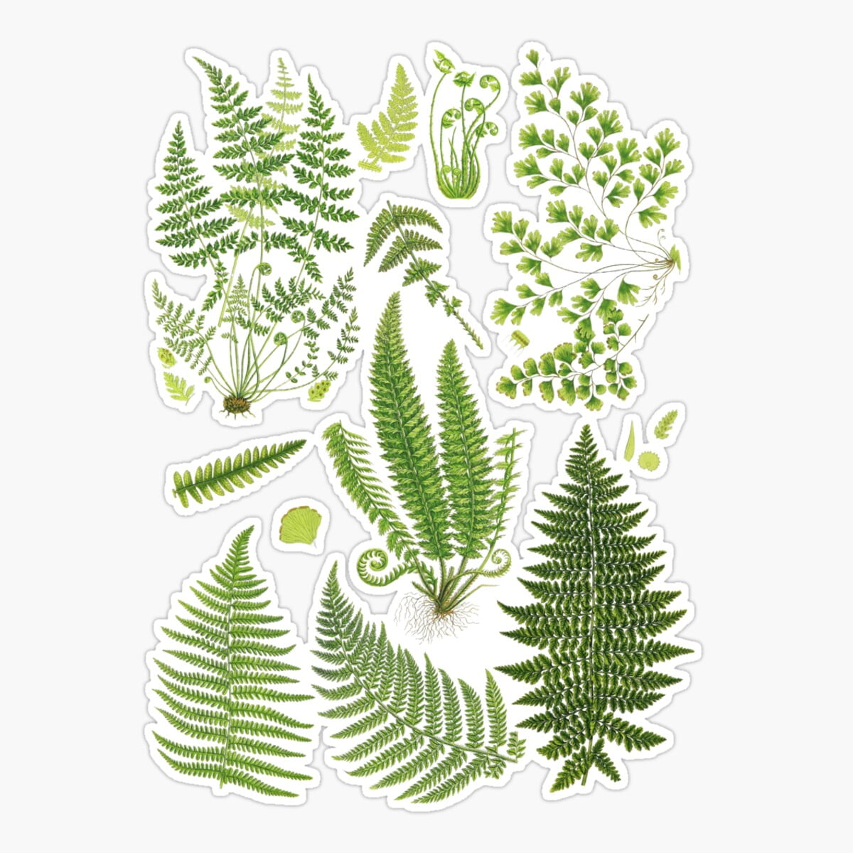 Onim Fern Chart Study Sticker, Phone Decal Water Bottle Stickers Car ...
