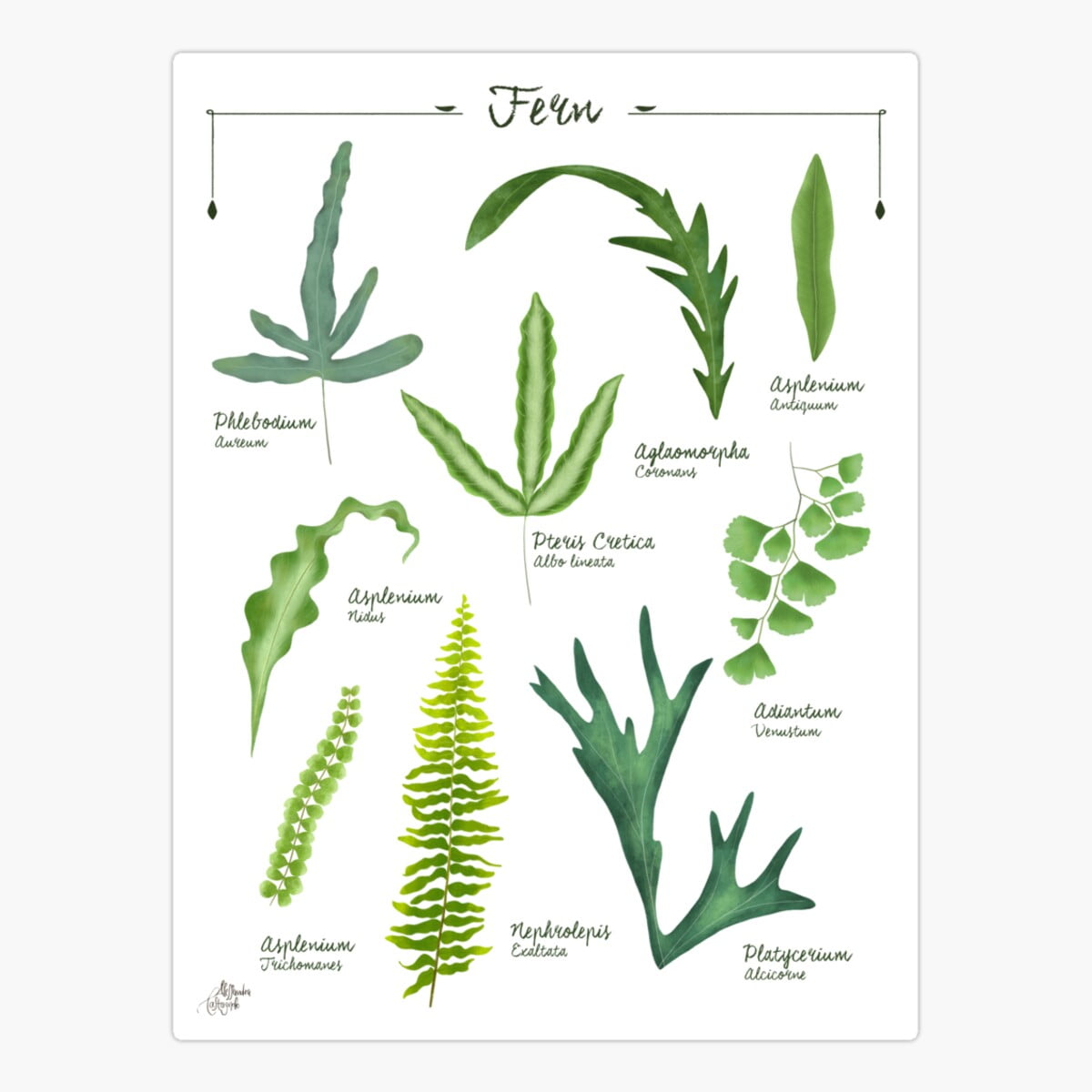 Onim Ferns Species Collection Botanical Illustration Sticker, Phone ...