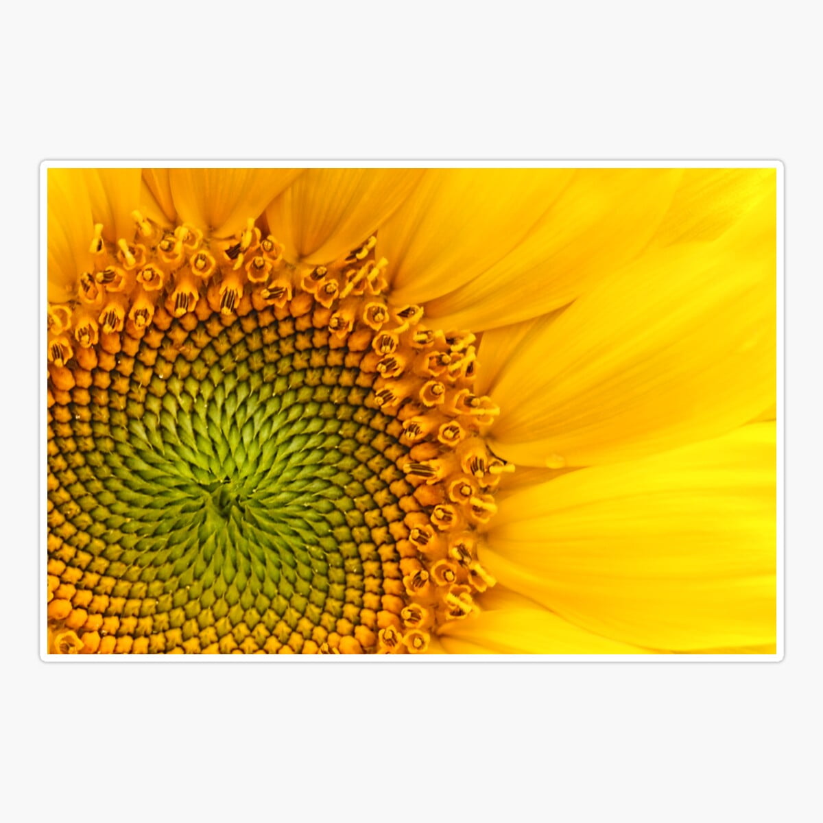 Onim Fibonacci Sequence Sticker, Phone Decal Water Bottle Stickers Car ...