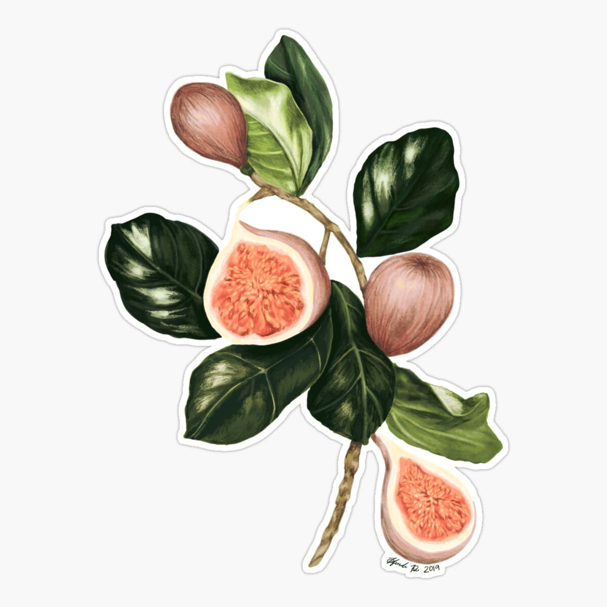 Onim Fig Botanical Illustration Sticker, Phone Decal Water Bottle ...