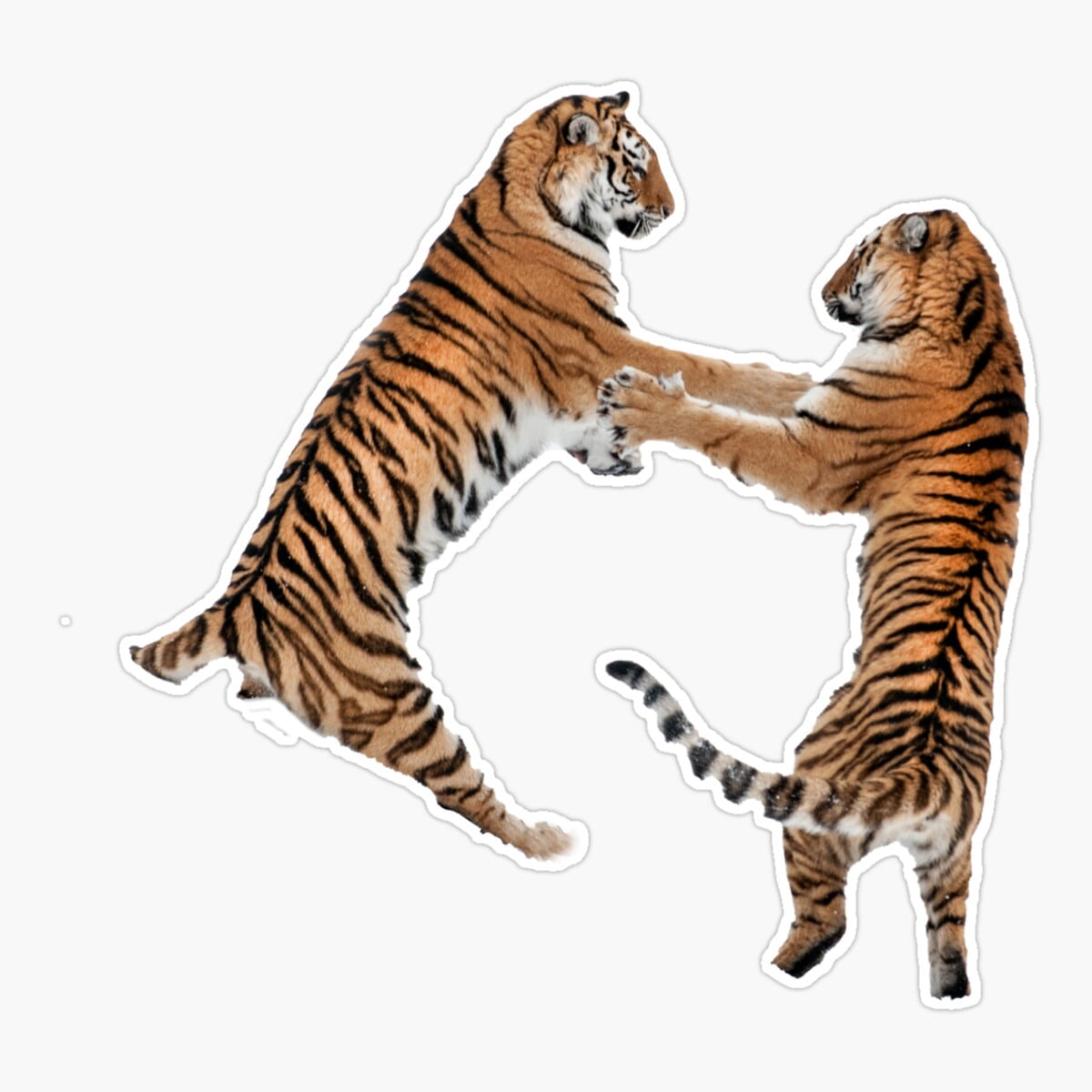 Onim Fighting Tigers Sticker, Phone Decal Water Bottle Stickers Car ...