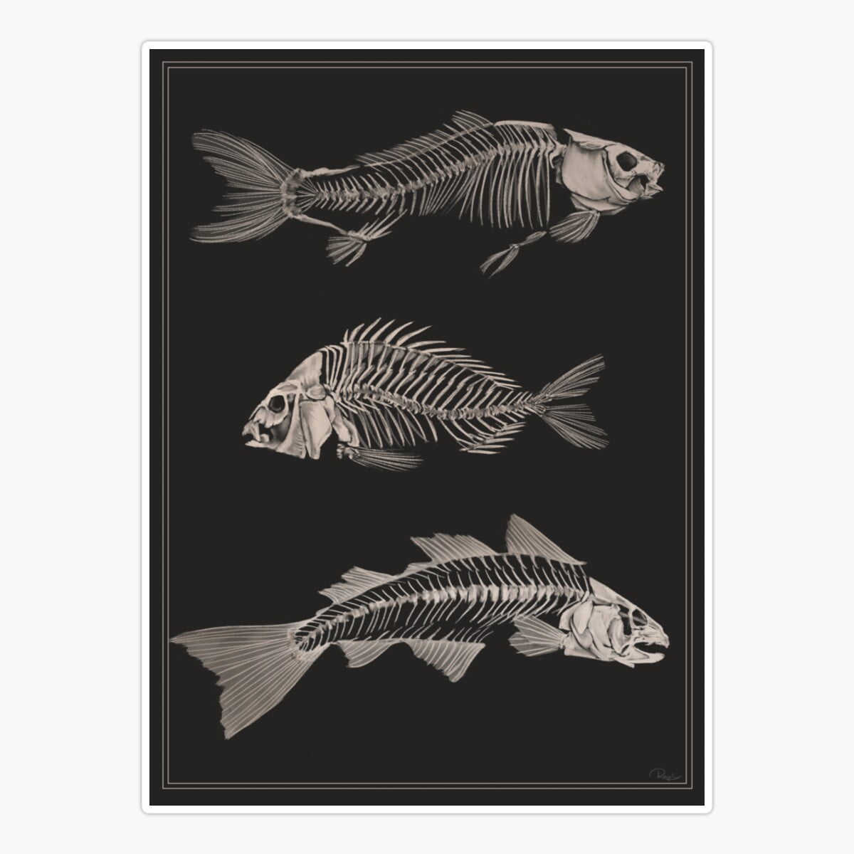 Onim Fish Bones Sticker, Phone Decal Water Bottle Stickers Car Decals ...