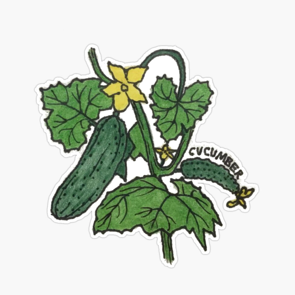Onim Flowering Cucumber Plant Illustration Sticker, Phone Decal Water ...