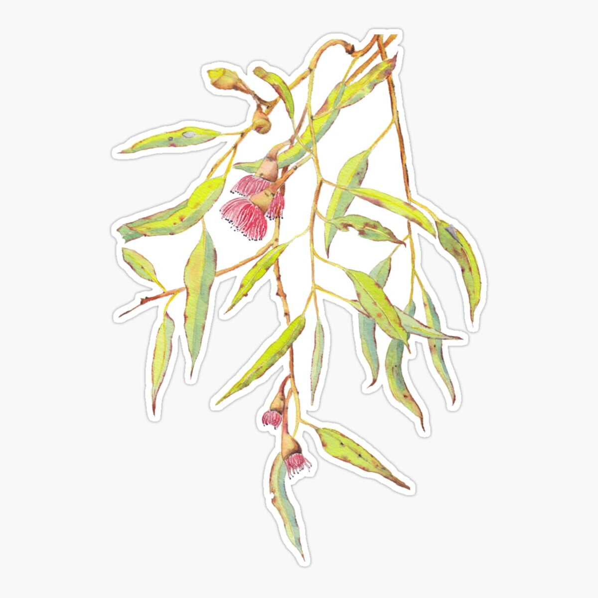 Onim Flowering Eucalyptus Tree Branch Sticker, Phone Decal Water Bottle ...