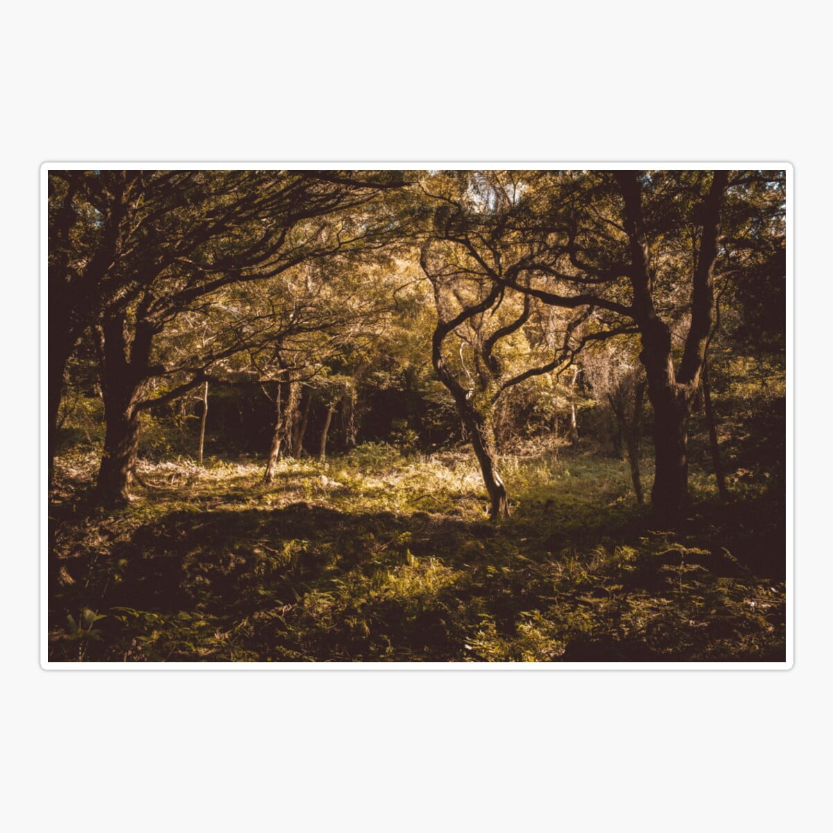 Onim Forest, Deep Inside, Epic Sticker, Phone Decal Water Bottle ...