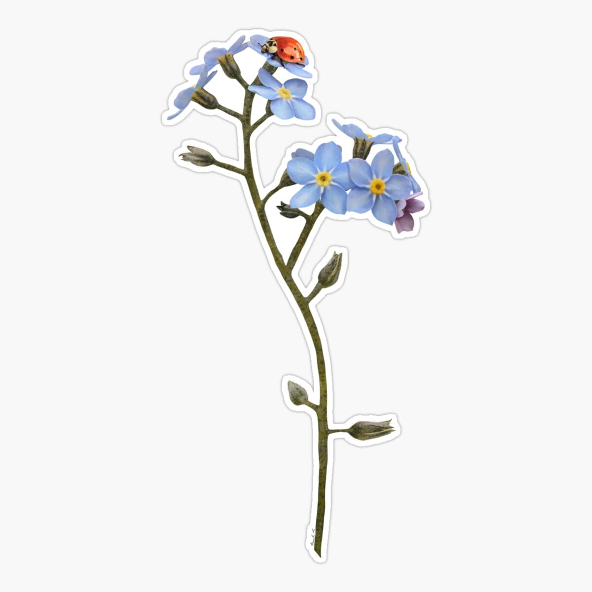 Onim Forget Me Not With A Ladybug Sticker, Phone Decal Water Bottle ...