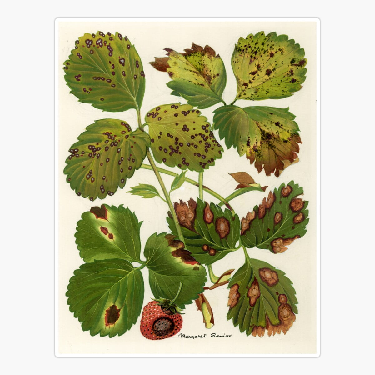 Onim Four Fungal Leaf Spots Of Strawberries Sticker, Phone Decal Water ...