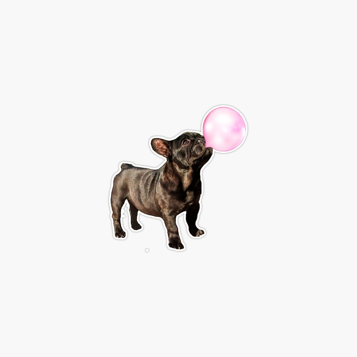 Onim French Bulldog Puppy And Pink Bubblegum, Cool, Funny Frenchie Dog ...