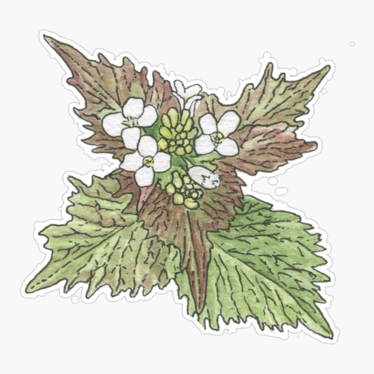 Onim Garlic Mustard Flower Botanical Drawing Sticker, Phone Decal Water ...