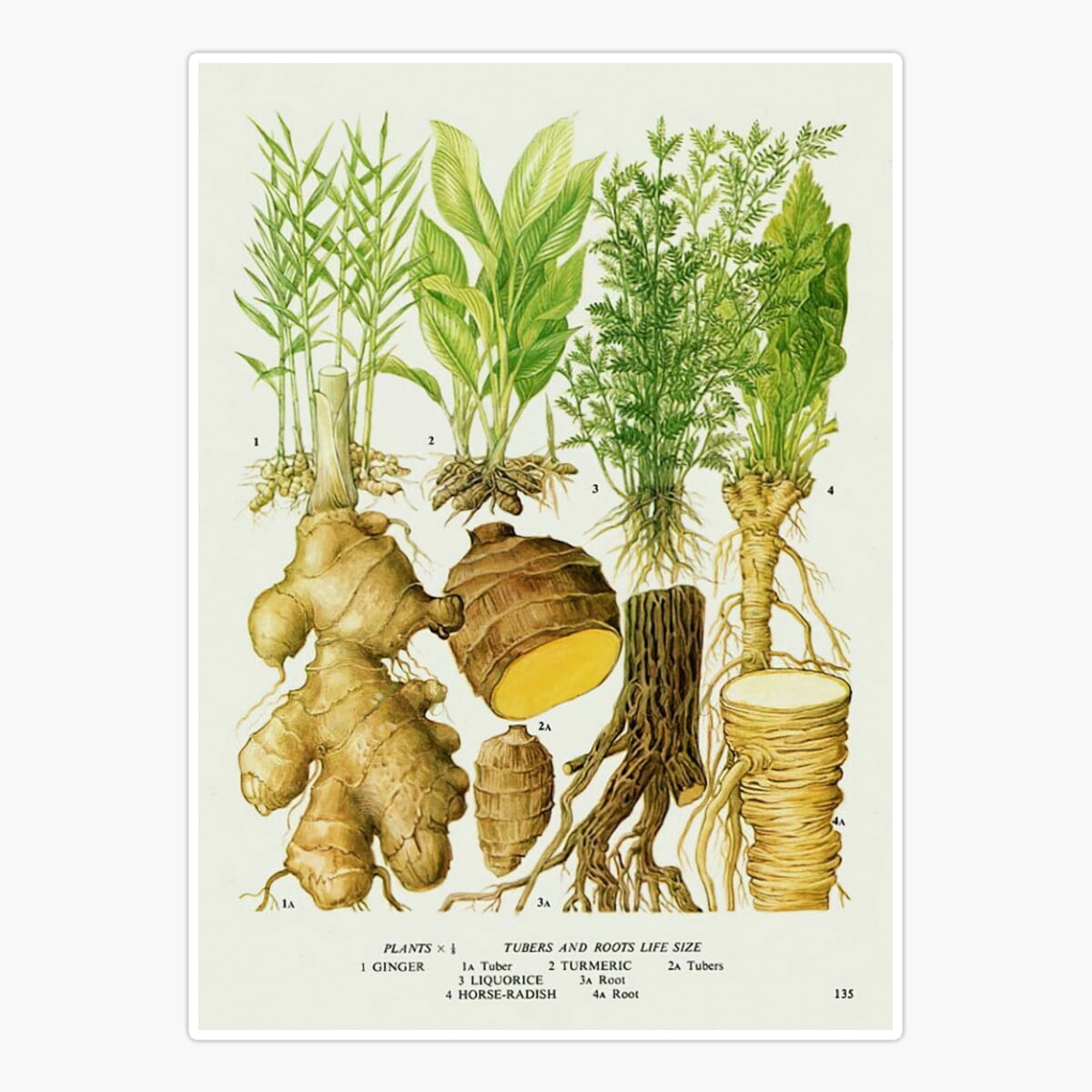 Onim Ginger Life Cycle Sticker, Phone Decal Water Bottle Stickers Car ...