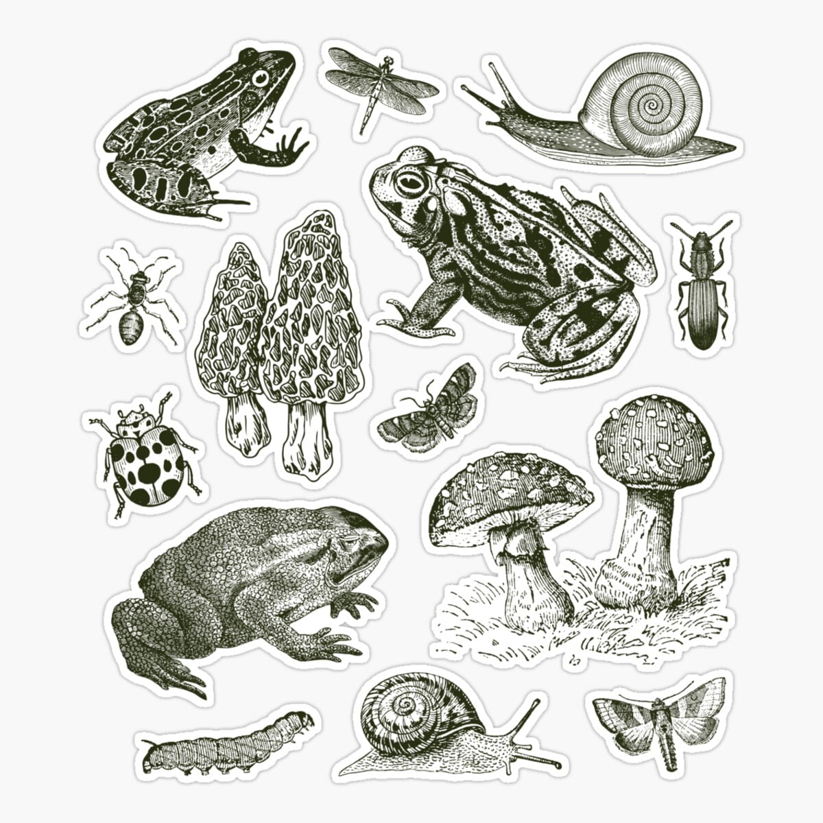 Onim Goblincore Nature Lovers: Vintage Biology Of Frogs, Mushrooms ...