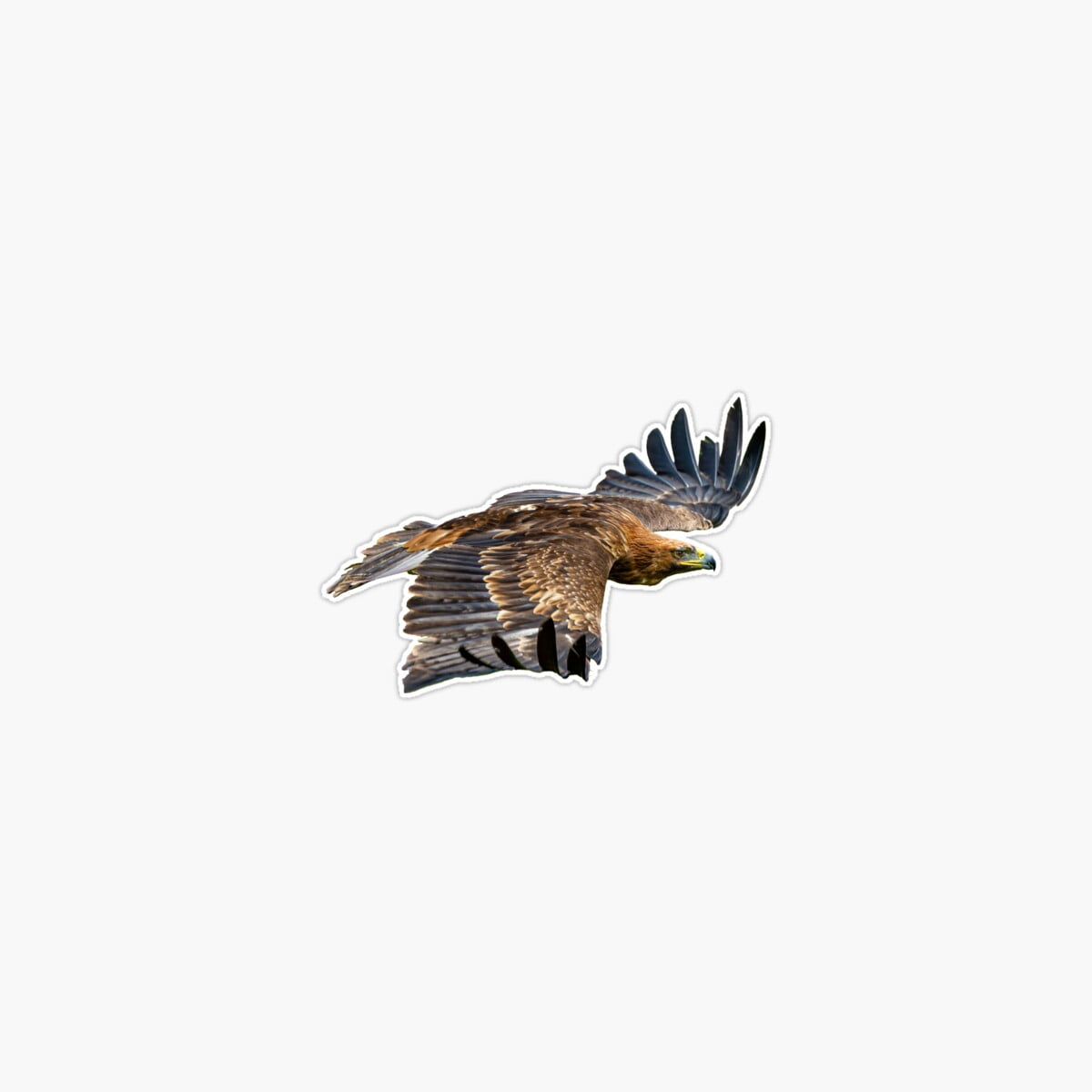 Onim Golden Eagle On The Wing Sticker, Phone Decal Water Bottle ...