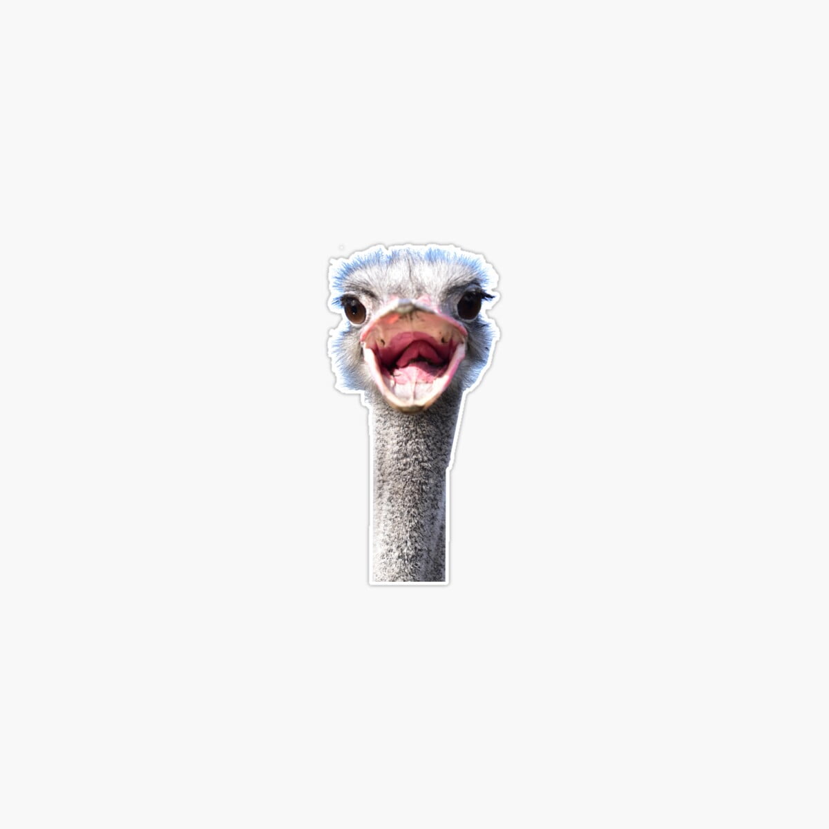 Onim Goofy Ostrich Sticker, Phone Decal Water Bottle Stickers Car ...