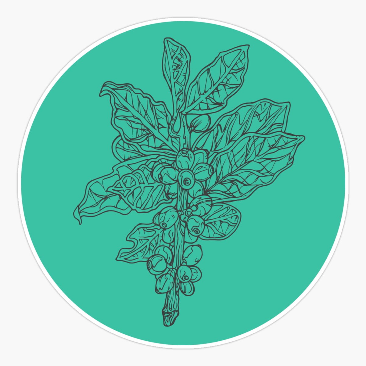 Onim Green Coffee Arabica Plant, Illustrative Botanical Drawing, Coffee ...