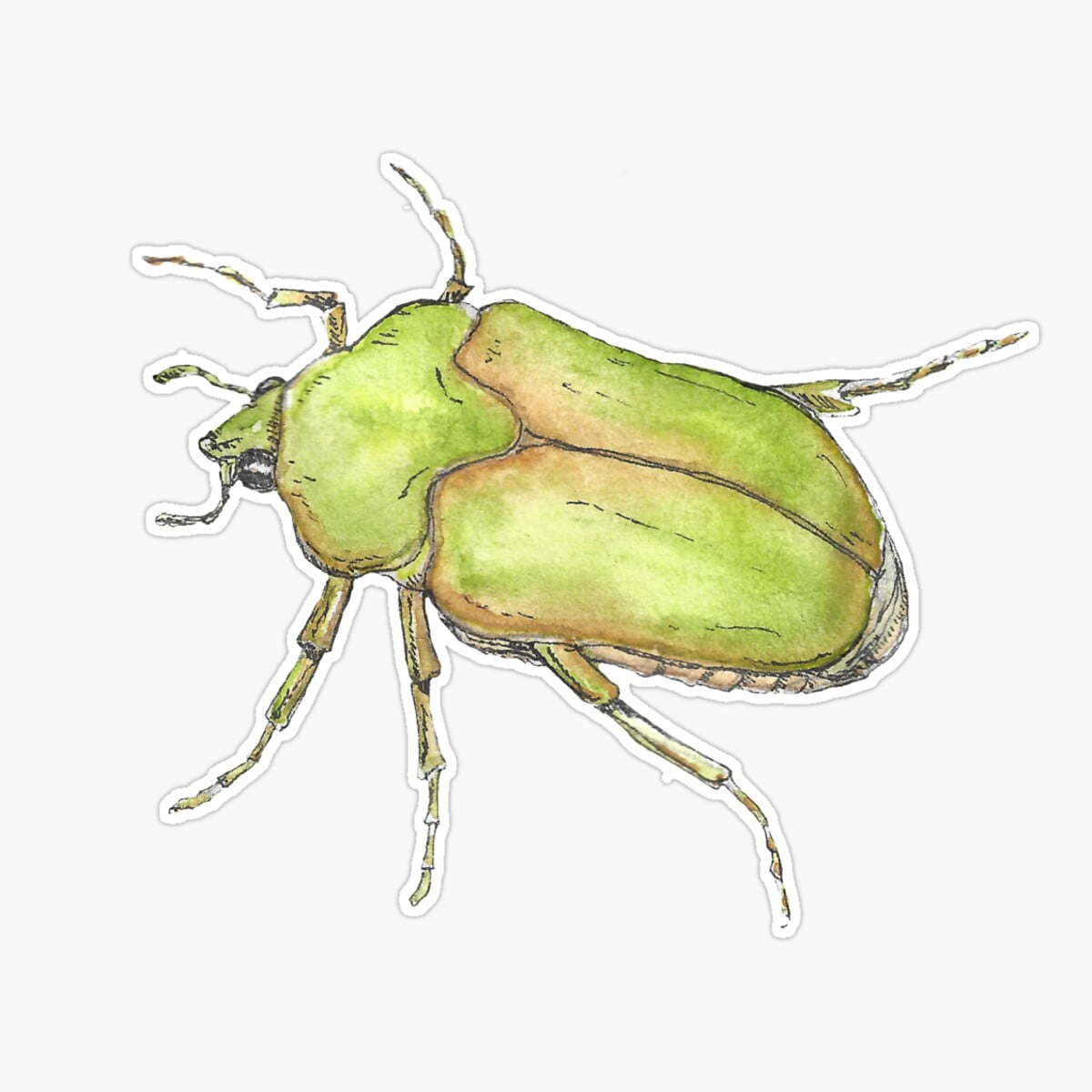 Onim Green June Beetle Sticker, Phone Decal Water Bottle Stickers Car ...