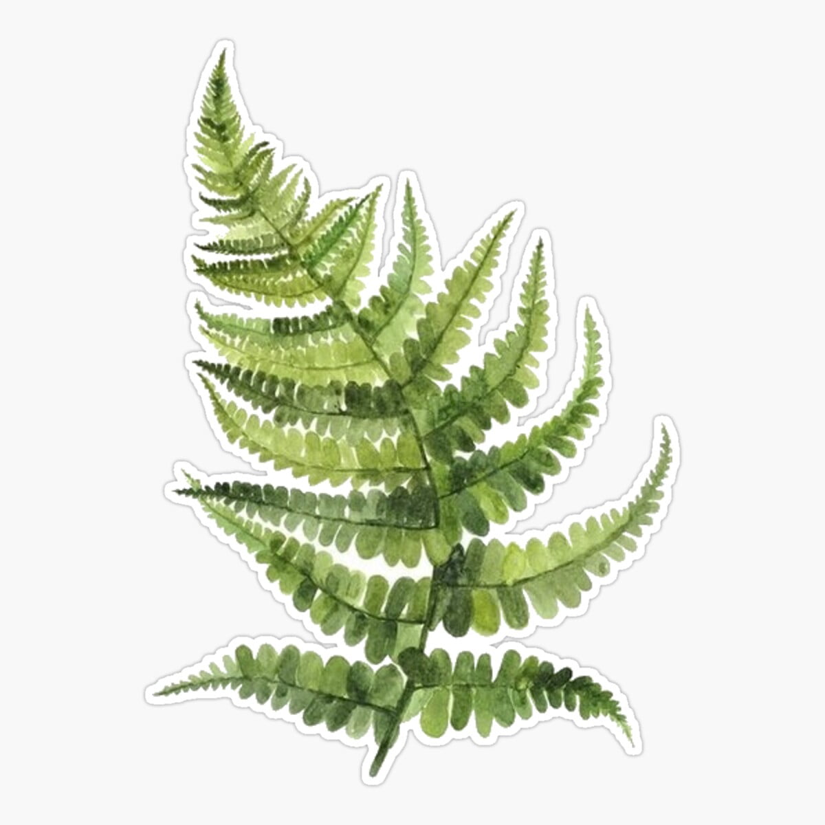 Onim Green Watercolor Fern Sticker, Phone Decal Water Bottle Stickers ...