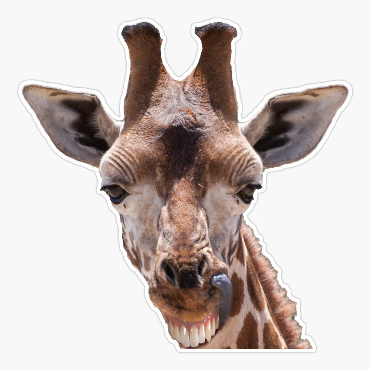 Onim Grinning Giraffe Sticker, Phone Decal Water Bottle Stickers Car ...