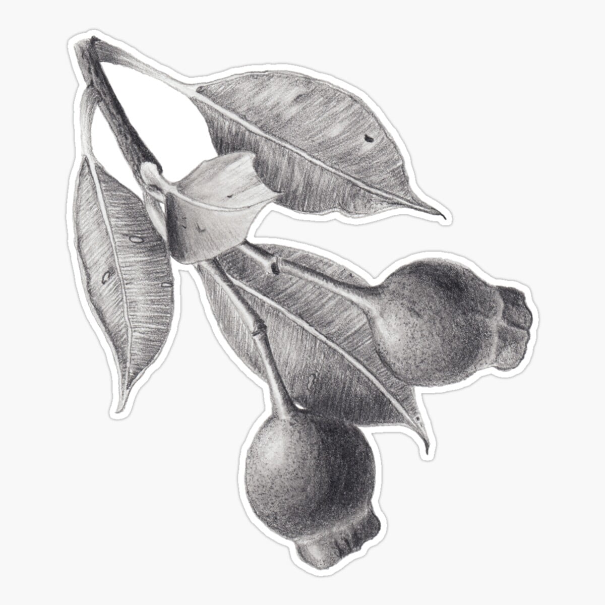 Onim Gumnuts - Graphite Pencil Sticker, Phone Decal Water Bottle ...