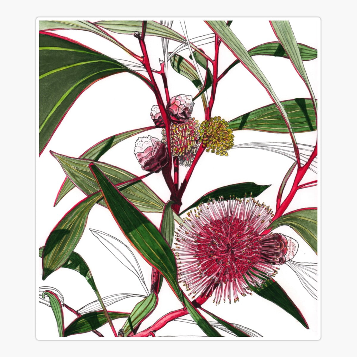 Onim Hakea Pin Cushion Flowers Sticker, Phone Decal Water Bottle ...