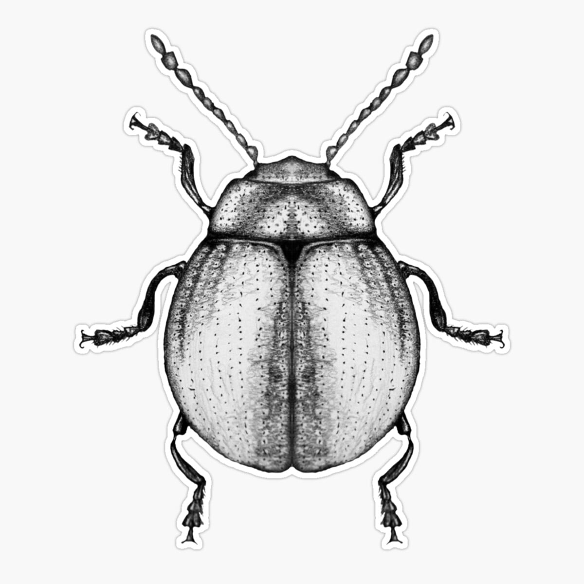 Onim Hand Drawn Beetle Sticker, Phone Decal Water Bottle Stickers Car ...