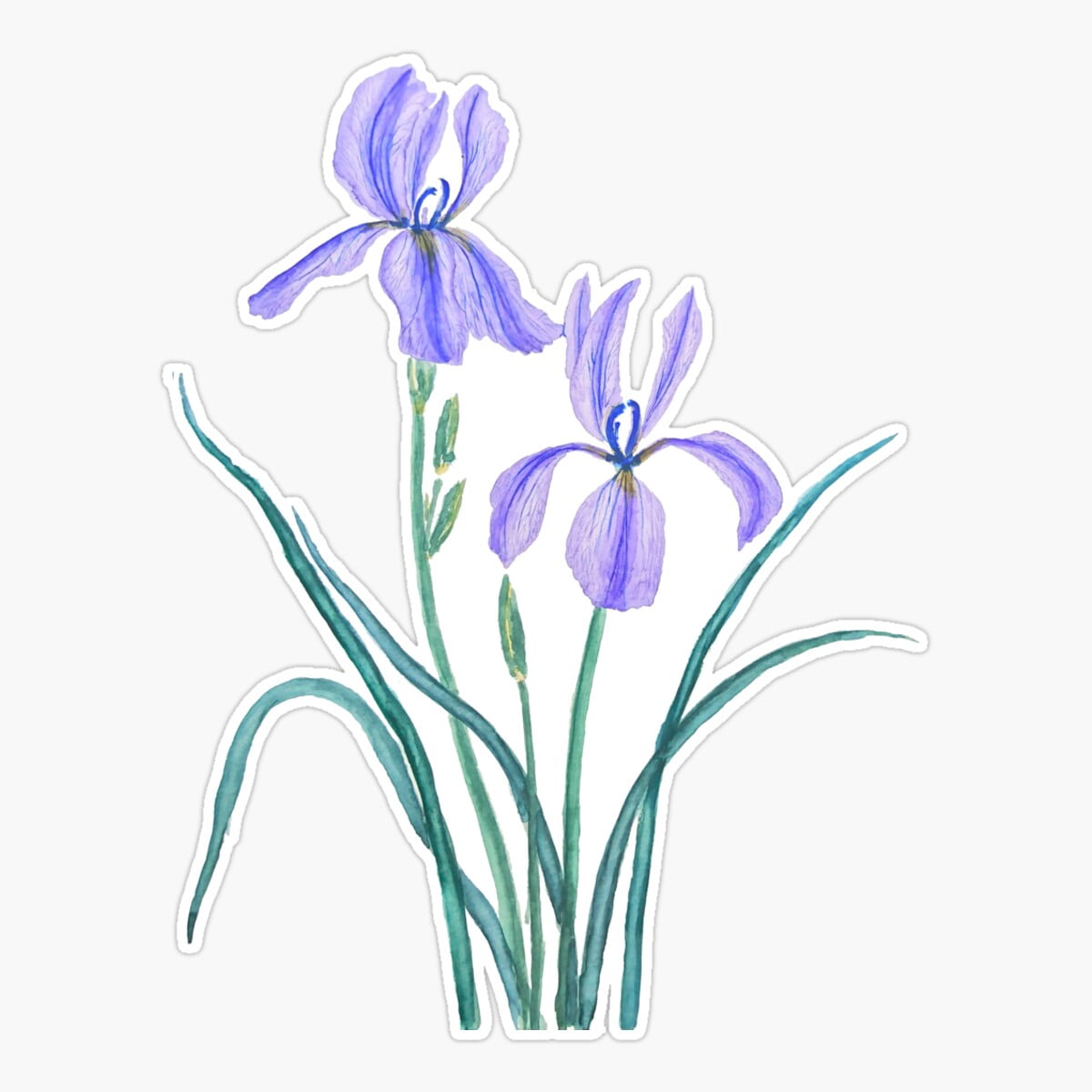 Onim Hand Painted 2 Purple Iris Watercolor Painting Sticker, Phone ...