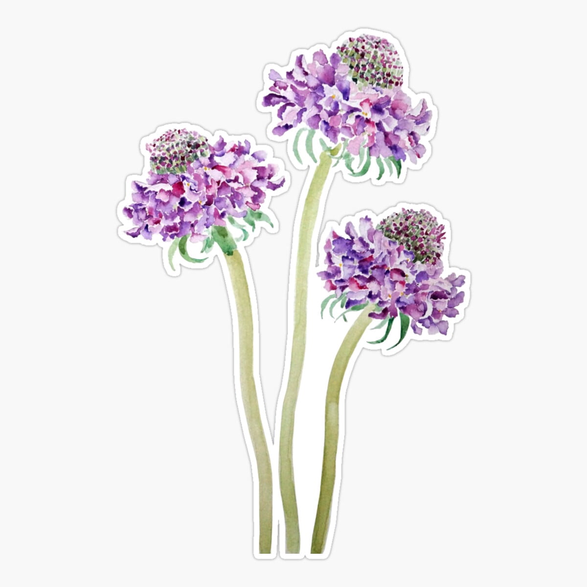Onim Hand Painted 3 Purple Scabiosa Scoop Flowers Watercolor Sticker ...