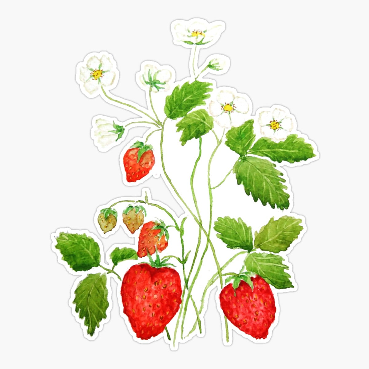 Onim Hand Painted Strawberry Painting Sticker, Phone Decal Water Bottle ...
