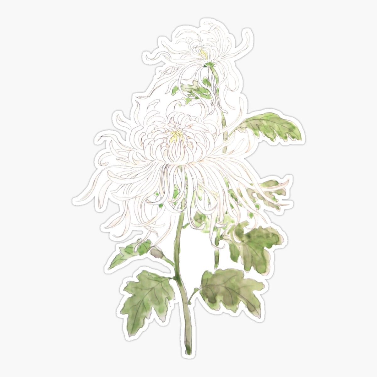 Onim Hand Painted White Chrysanthemum Watercolor And Ink Sticker, Phone ...