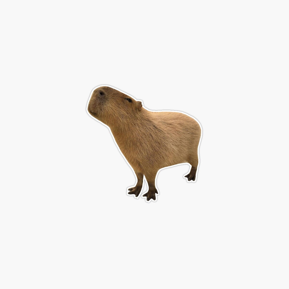 Onim Happy Capybara Sticker - Walmart.com