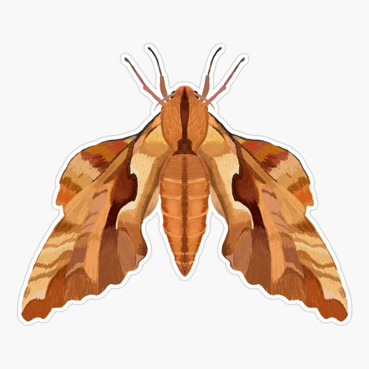 Onim Hawk Moth Sticker, Phone Decal Water Bottle Stickers Car Decals ...