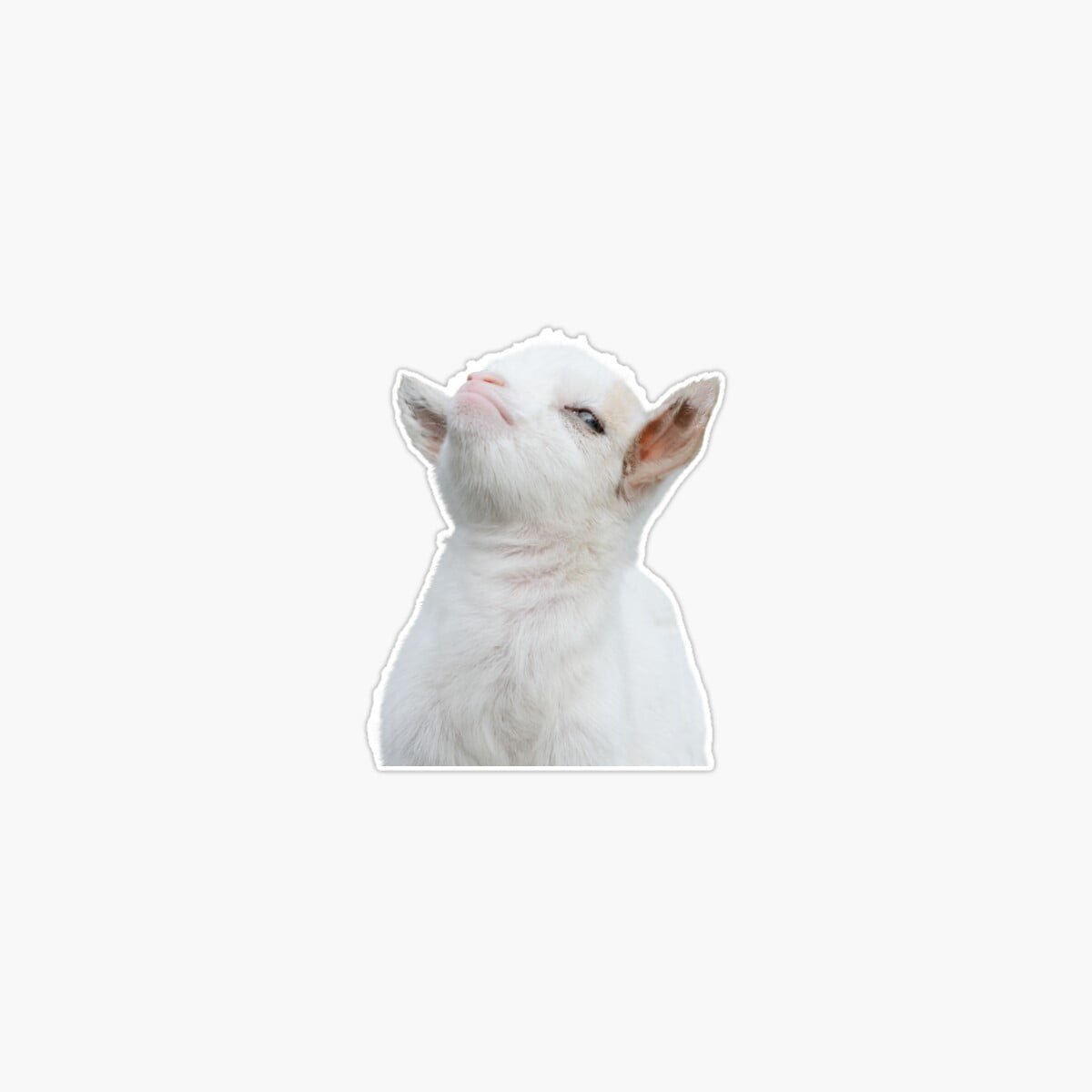 Onim Head Of Cute White Baby Goat Sticker, Phone Decal Water Bottle ...