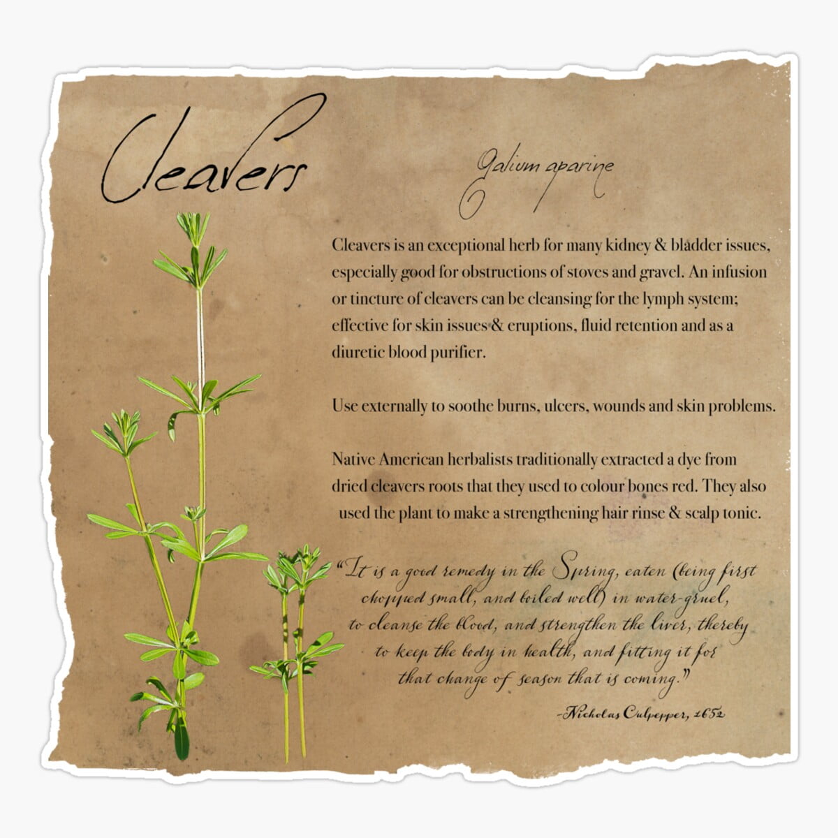 Onim Herbal Apothecary: Cleavers Sticker, Phone Decal Water Bottle ...